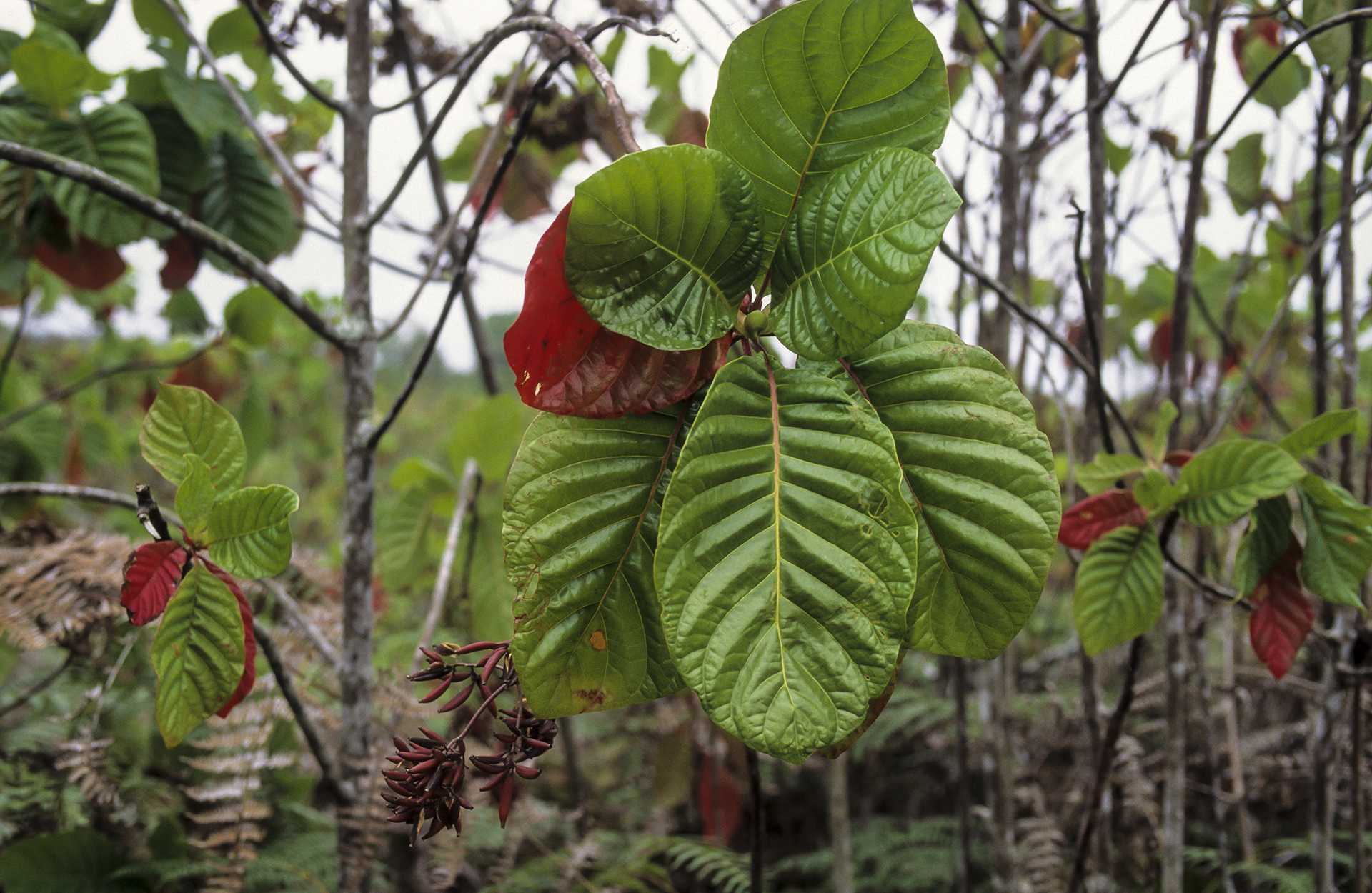 Quinina y salud: del tratamiento de la malaria a los ensayos clínicos ...