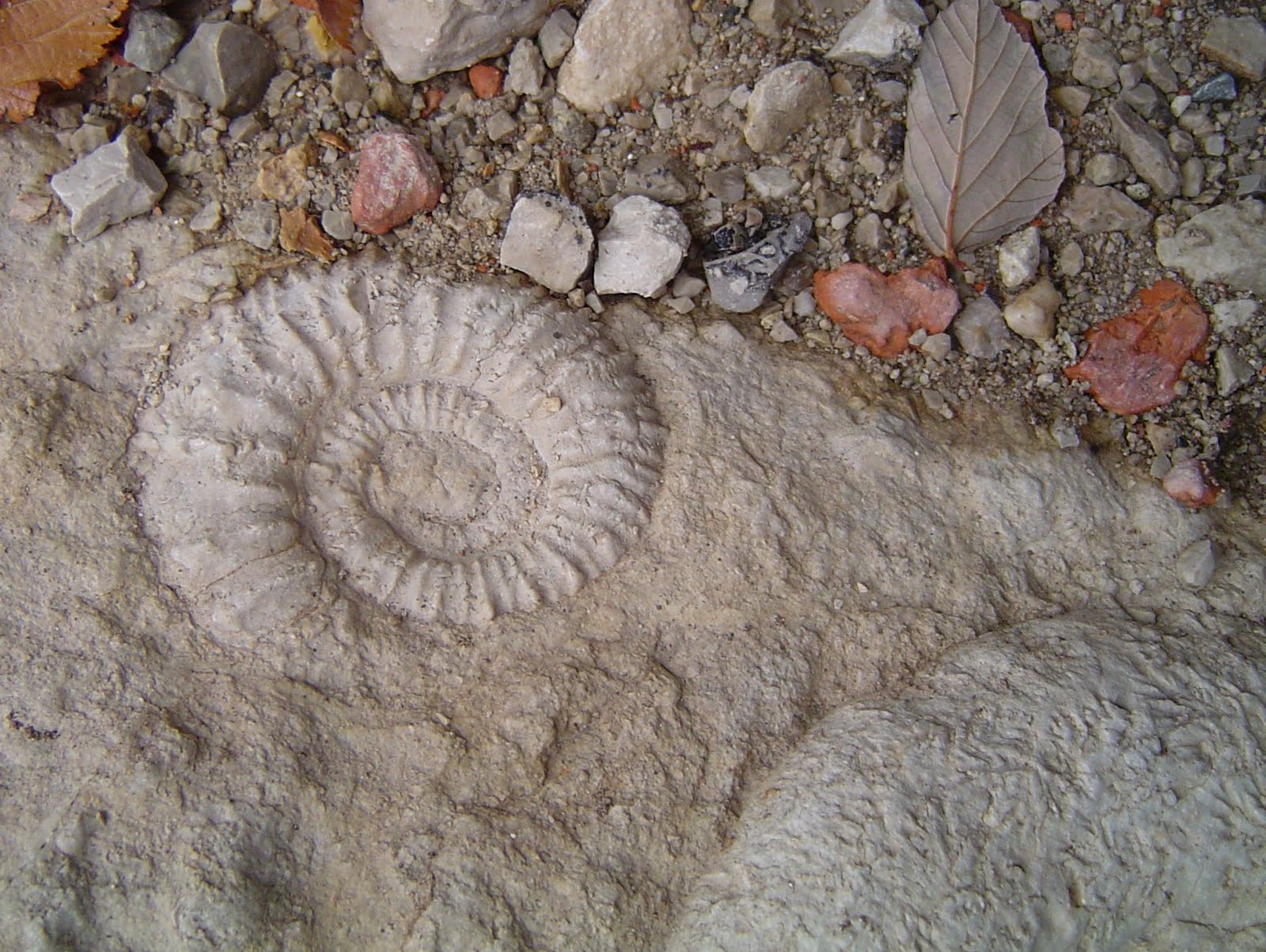 Ejemplos De Rocas Sedimentarias Con Fósiles
