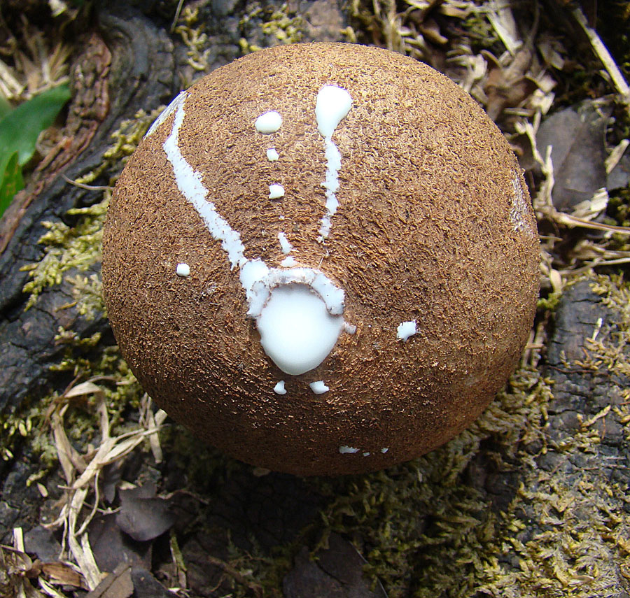 Chicle, la basura plástica que tiramos a toneladas - Clickmica